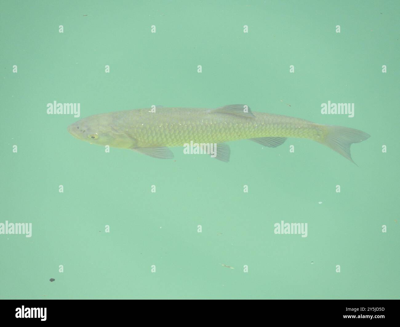 Cavedano Chub (Squalius squalus) Actinopterygii Stock Photo - Alamy