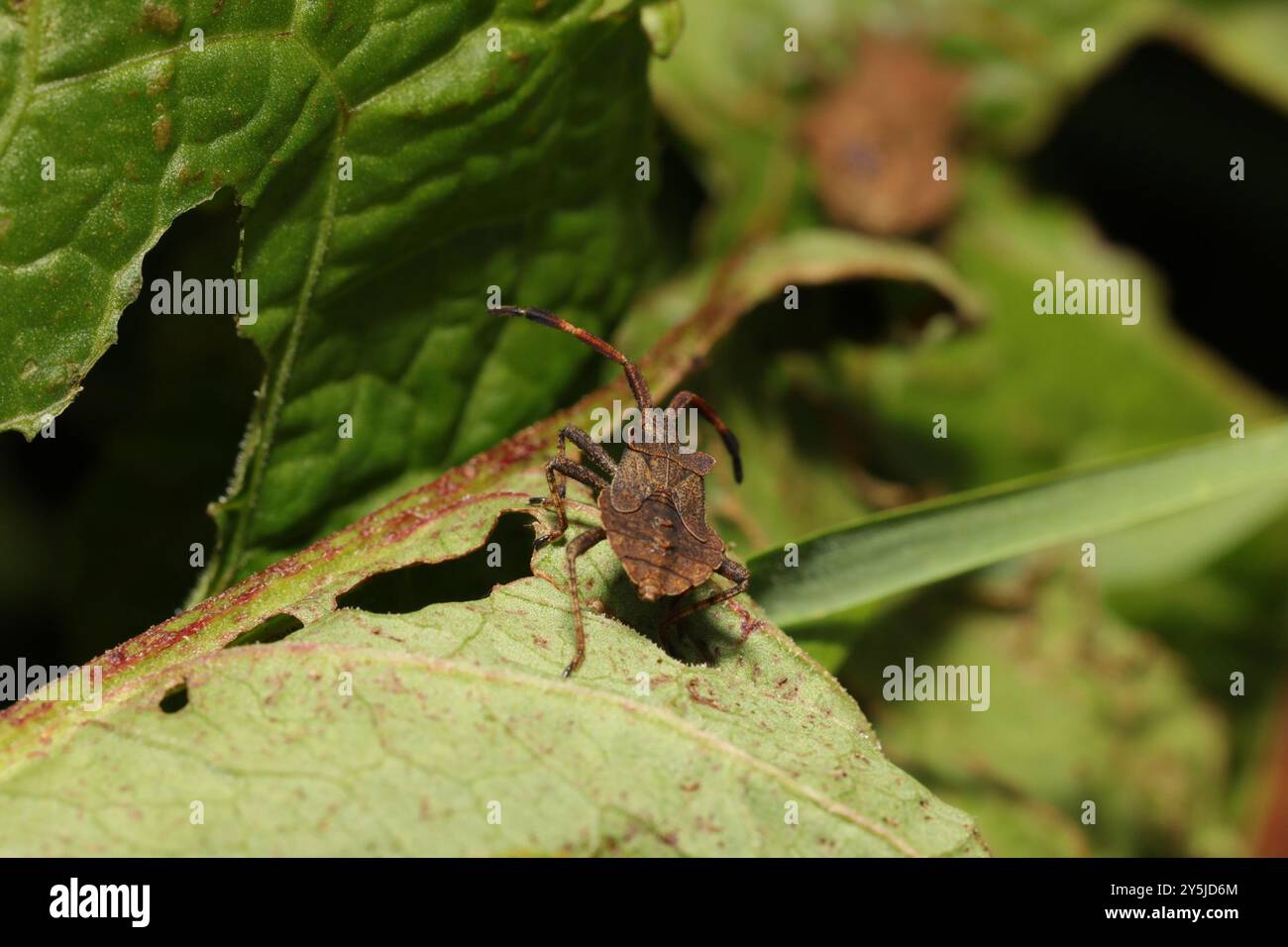 Dock Bug (Coreus marginatus) Insecta Stock Photo - Alamy