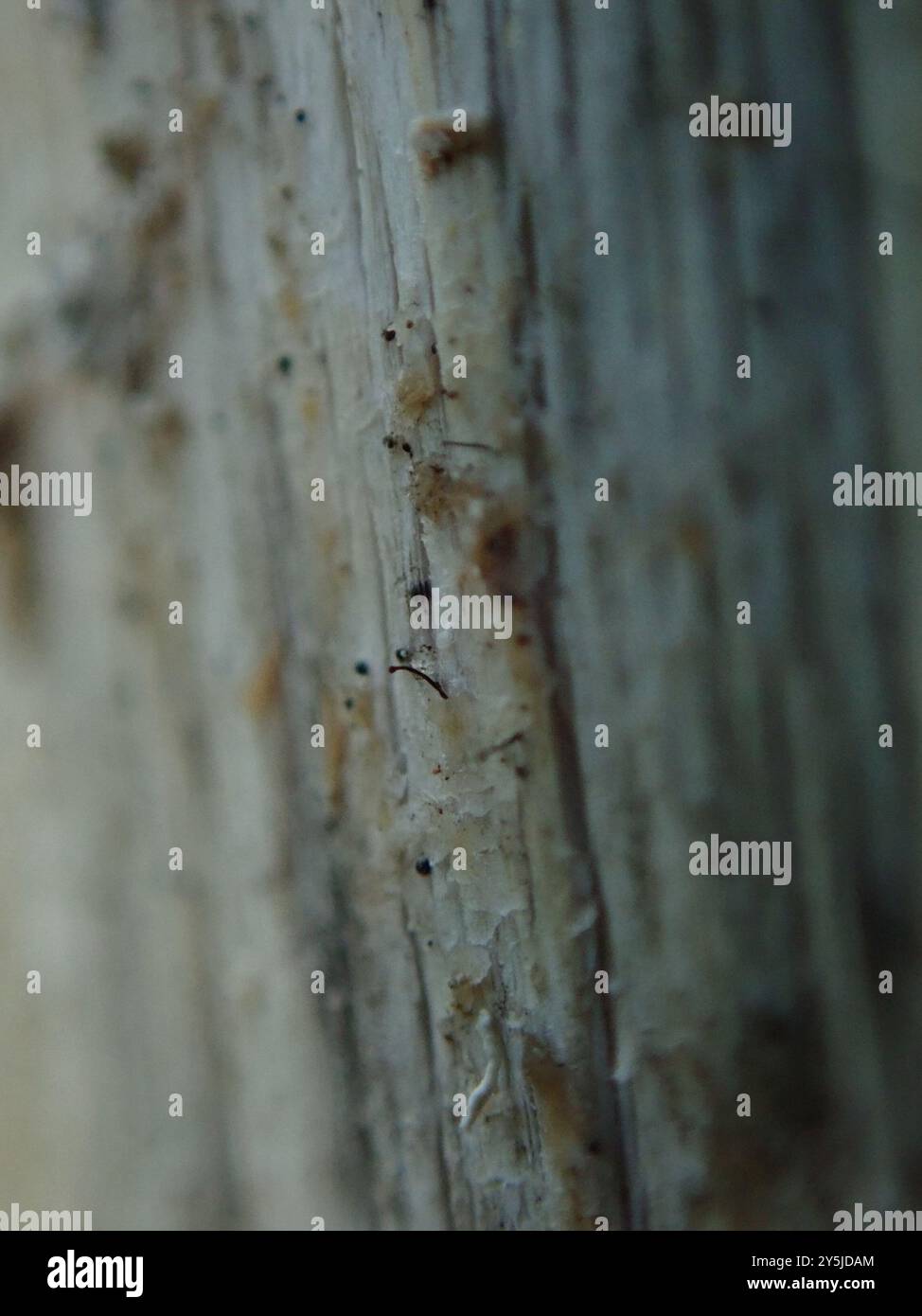 Mycocalicium subtile hi-res stock photography and images - Alamy