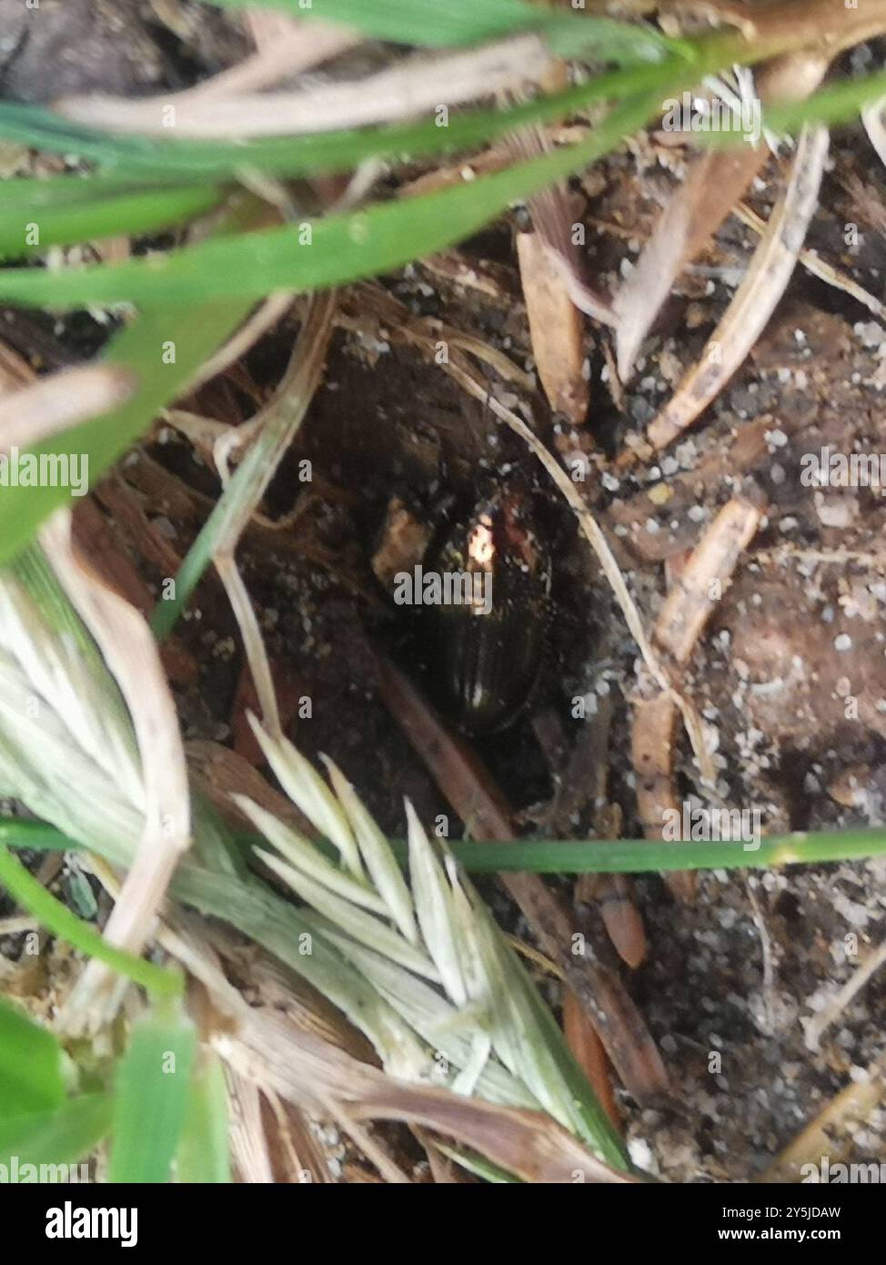 Common Sun Beetle (Amara aenea) Insecta Stock Photo - Alamy