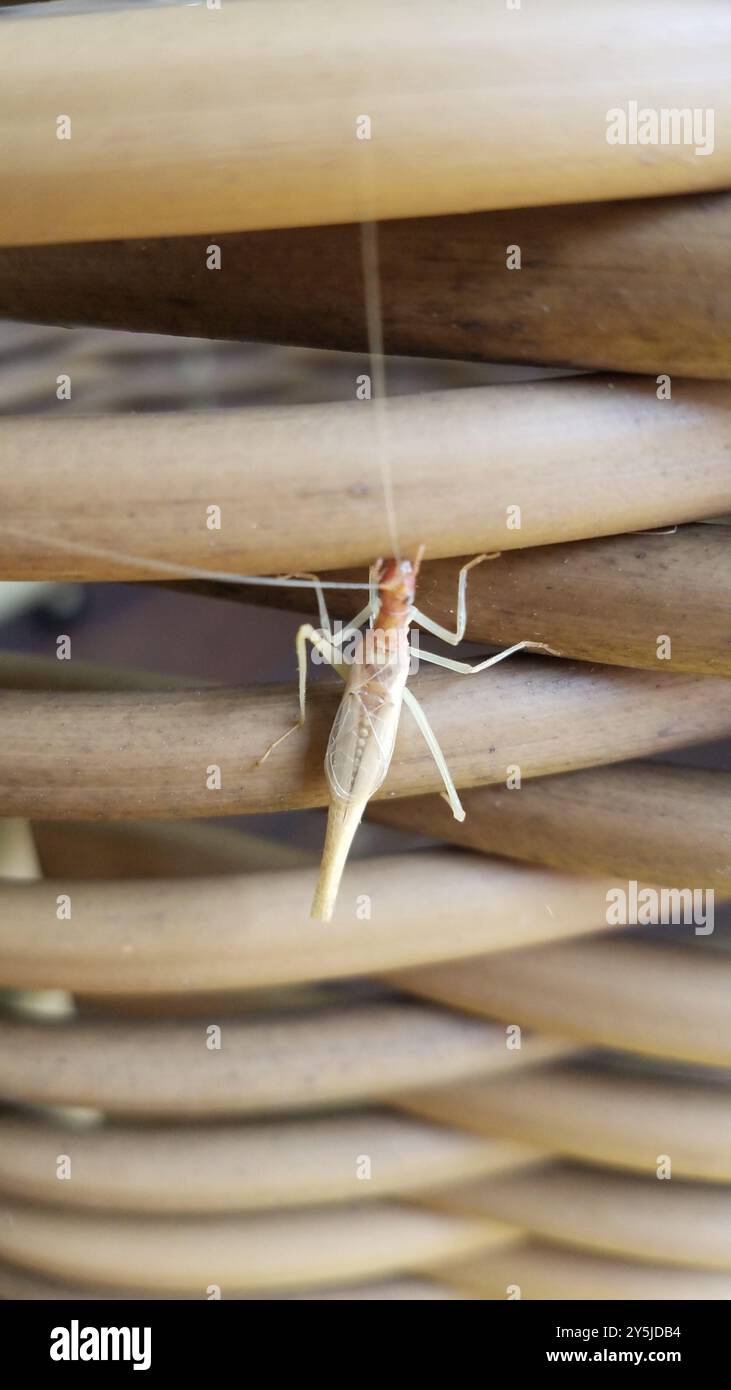 Two-spotted Tree Cricket (Neoxabea bipunctata) Insecta Stock Photo - Alamy