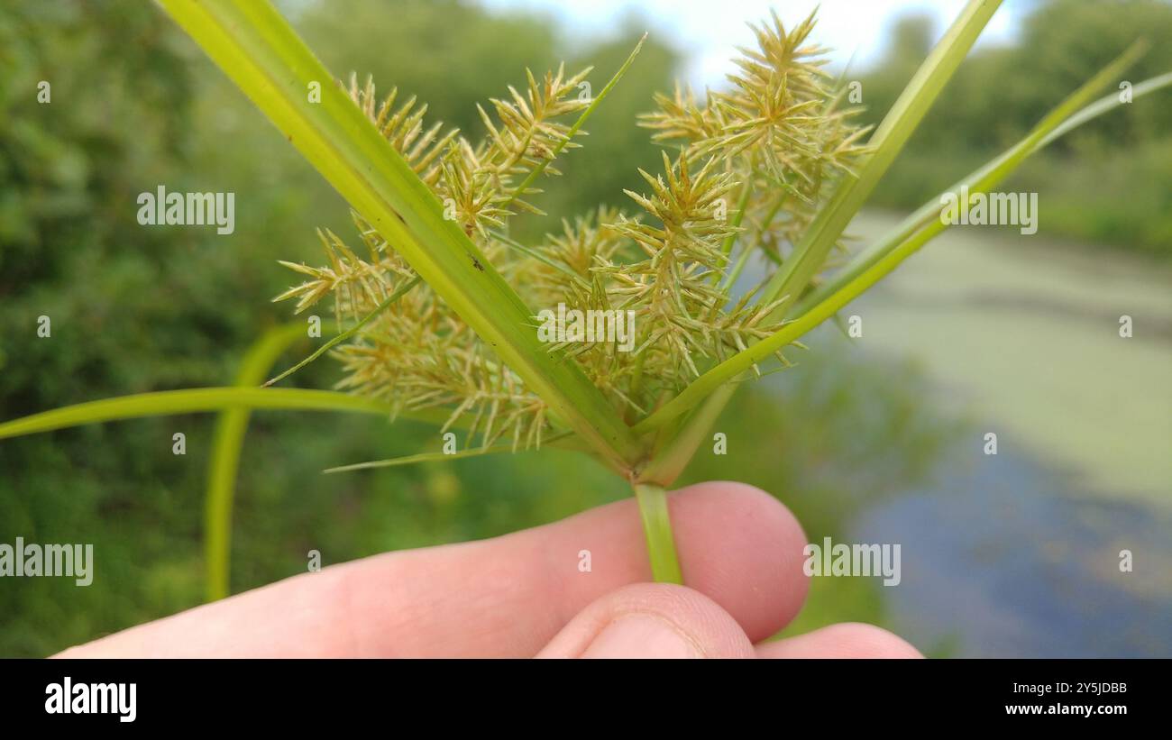 Fragrant flatsedge (Cyperus odoratus) Plantae Stock Photo - Alamy
