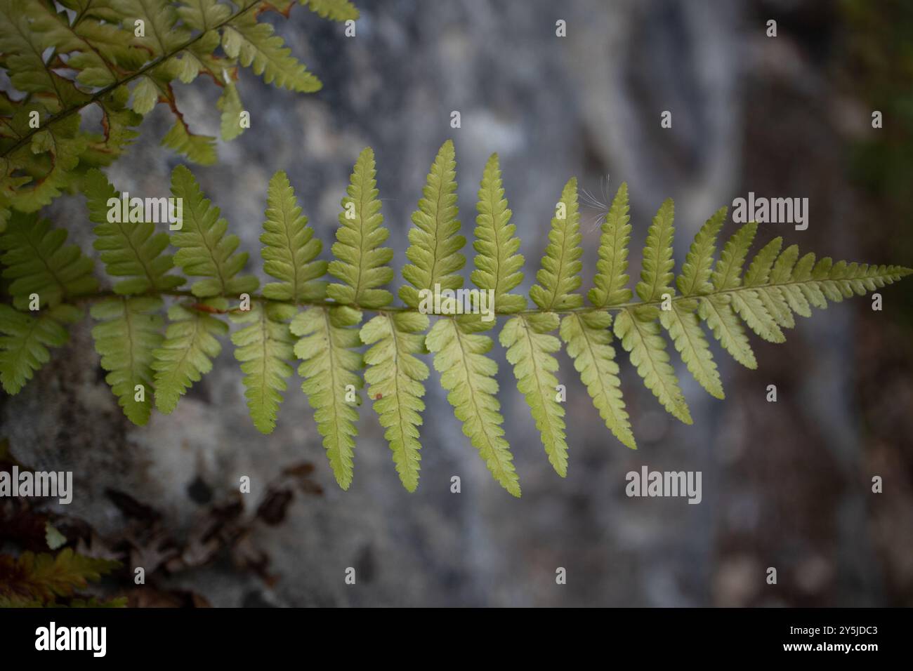 wood ferns (Dryopteris) Plantae Stock Photo - Alamy