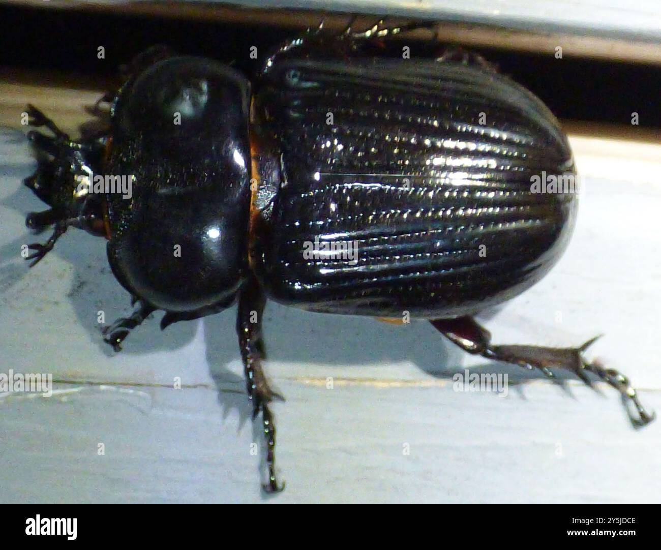 Triceratops Beetle (Phileurus truncatus) Insecta Stock Photo - Alamy