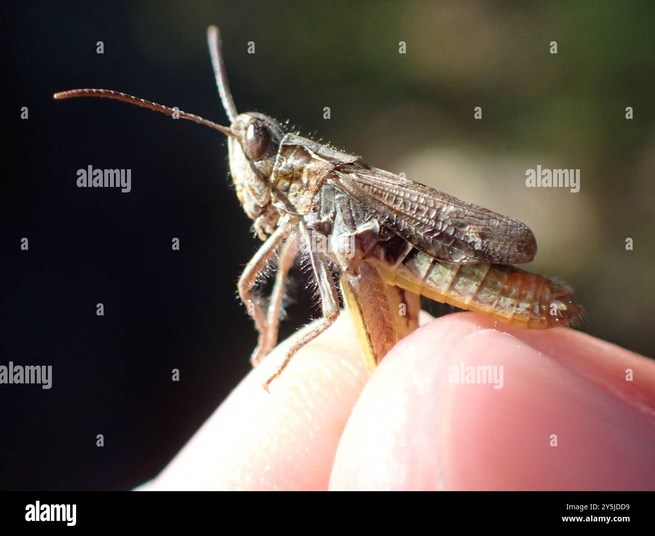Bow-winged Grasshopper (Chorthippus biguttulus) Insecta Stock Photo - Alamy