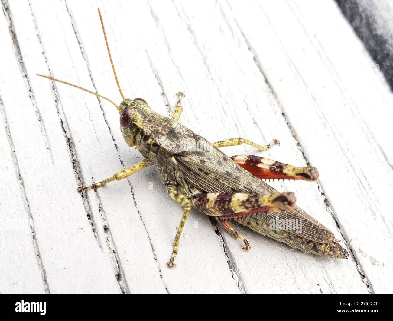 Pine tree Spur-throat Grasshopper (Melanoplus punctulatus) Insecta ...