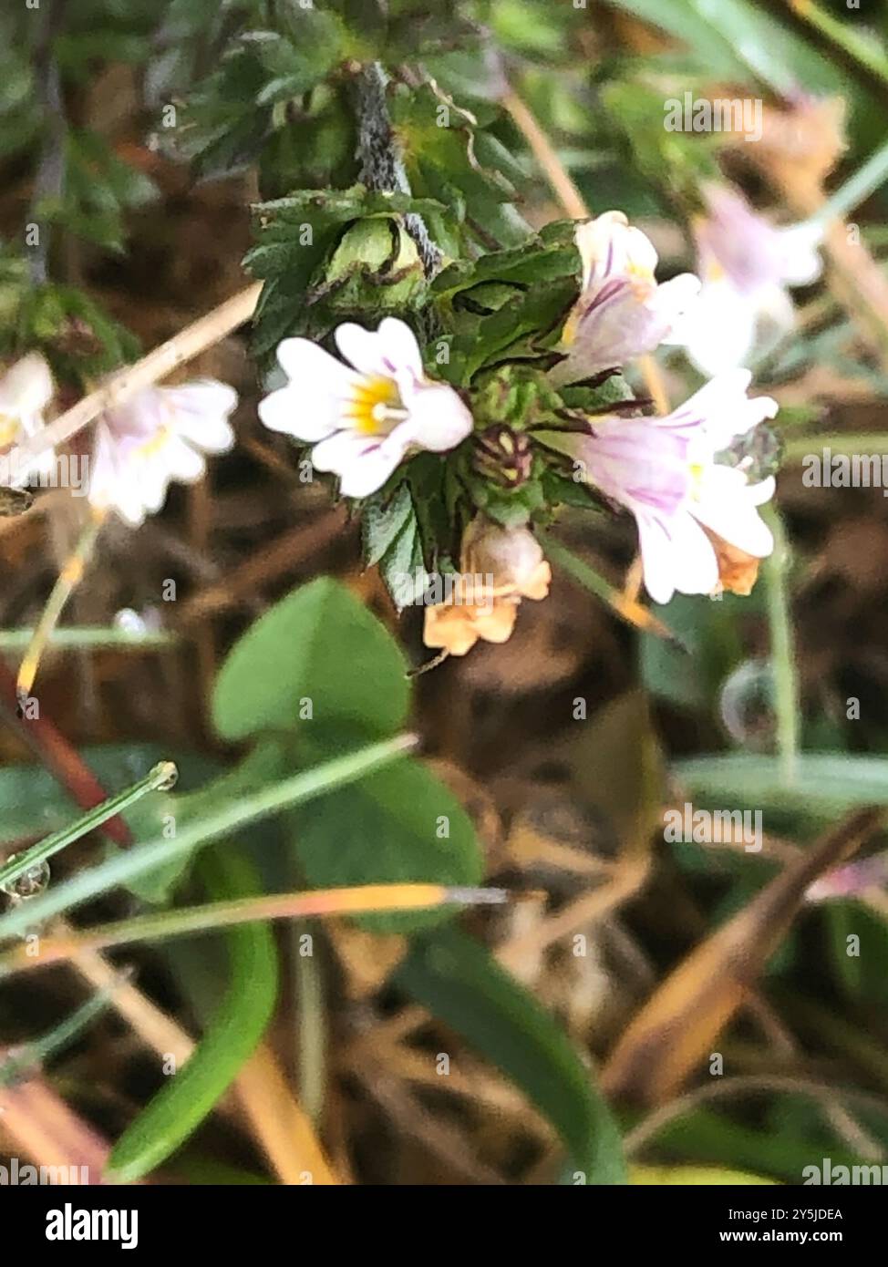 Common Eyebright (Euphrasia nemorosa) Plantae Stock Photo - Alamy