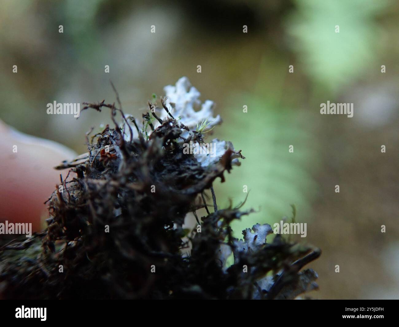 pelt lichens (Peltigera) Fungi Stock Photo - Alamy