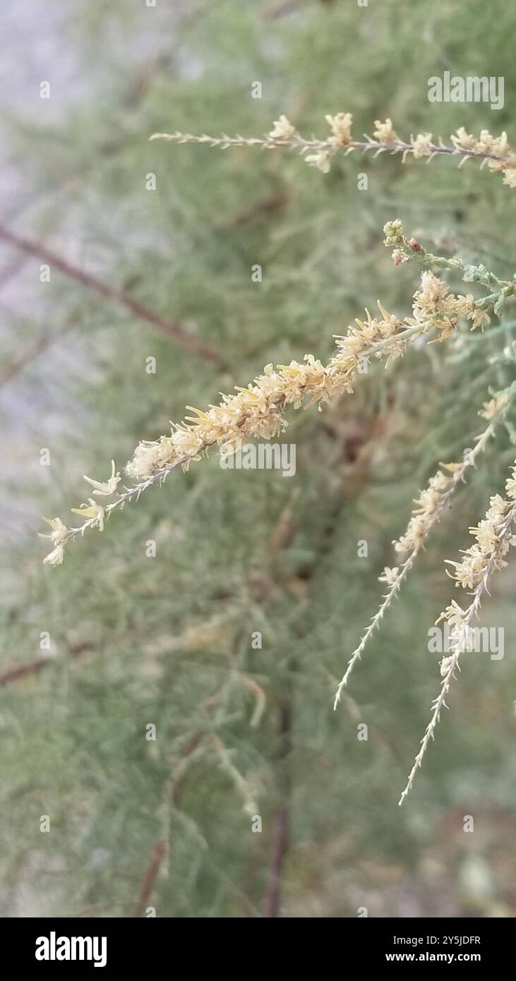 saltcedar (Tamarix ramosissima) Plantae Stock Photo - Alamy
