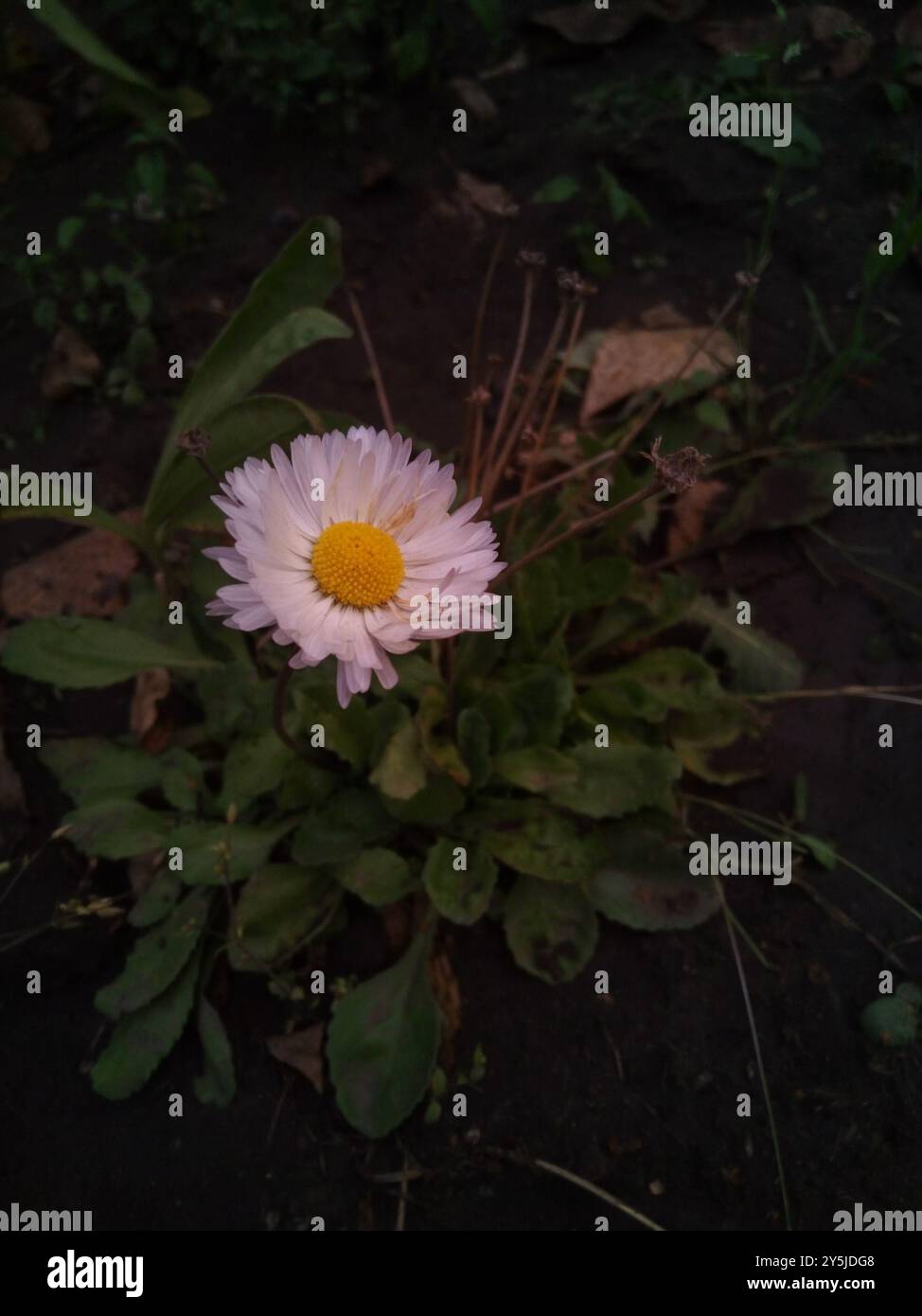 Lawn daisy (Bellis perennis) Plantae Stock Photo - Alamy