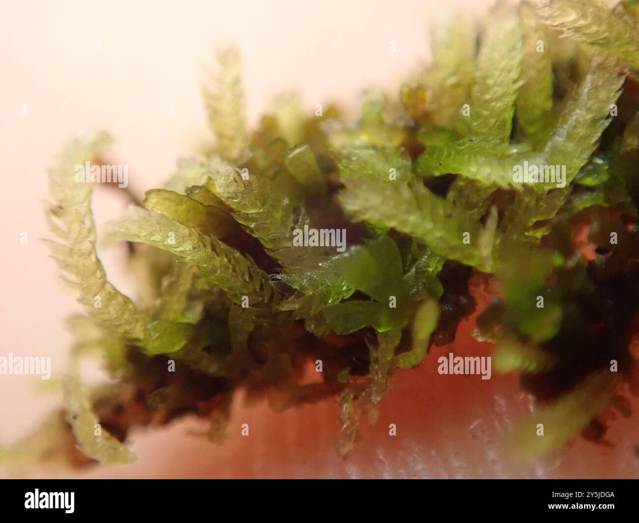leafy and simple thalloid liverworts (Jungermanniopsida) Plantae Stock ...