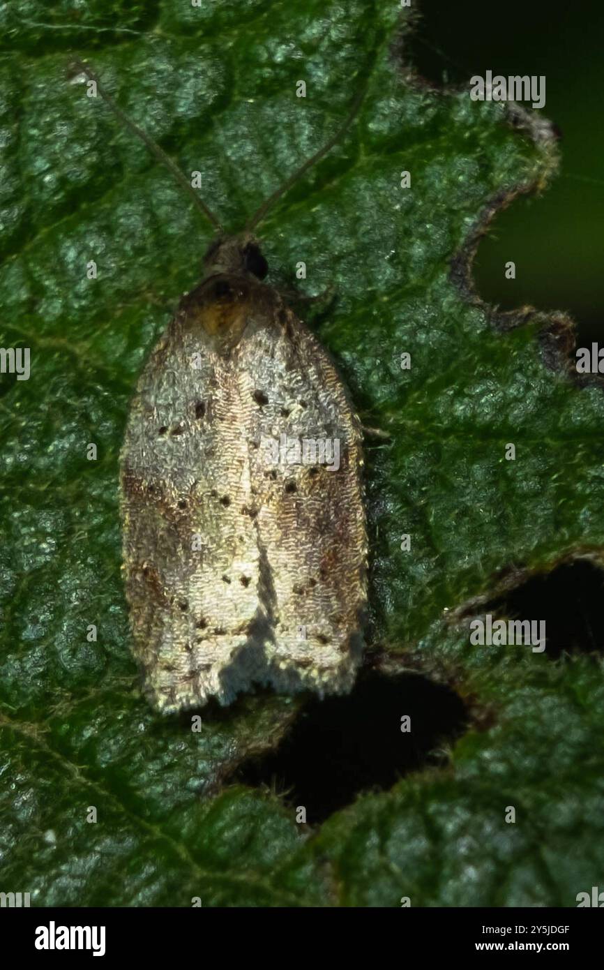 Viburnum Acleris Moth (Acleris viburnana) Insecta Stock Photo - Alamy