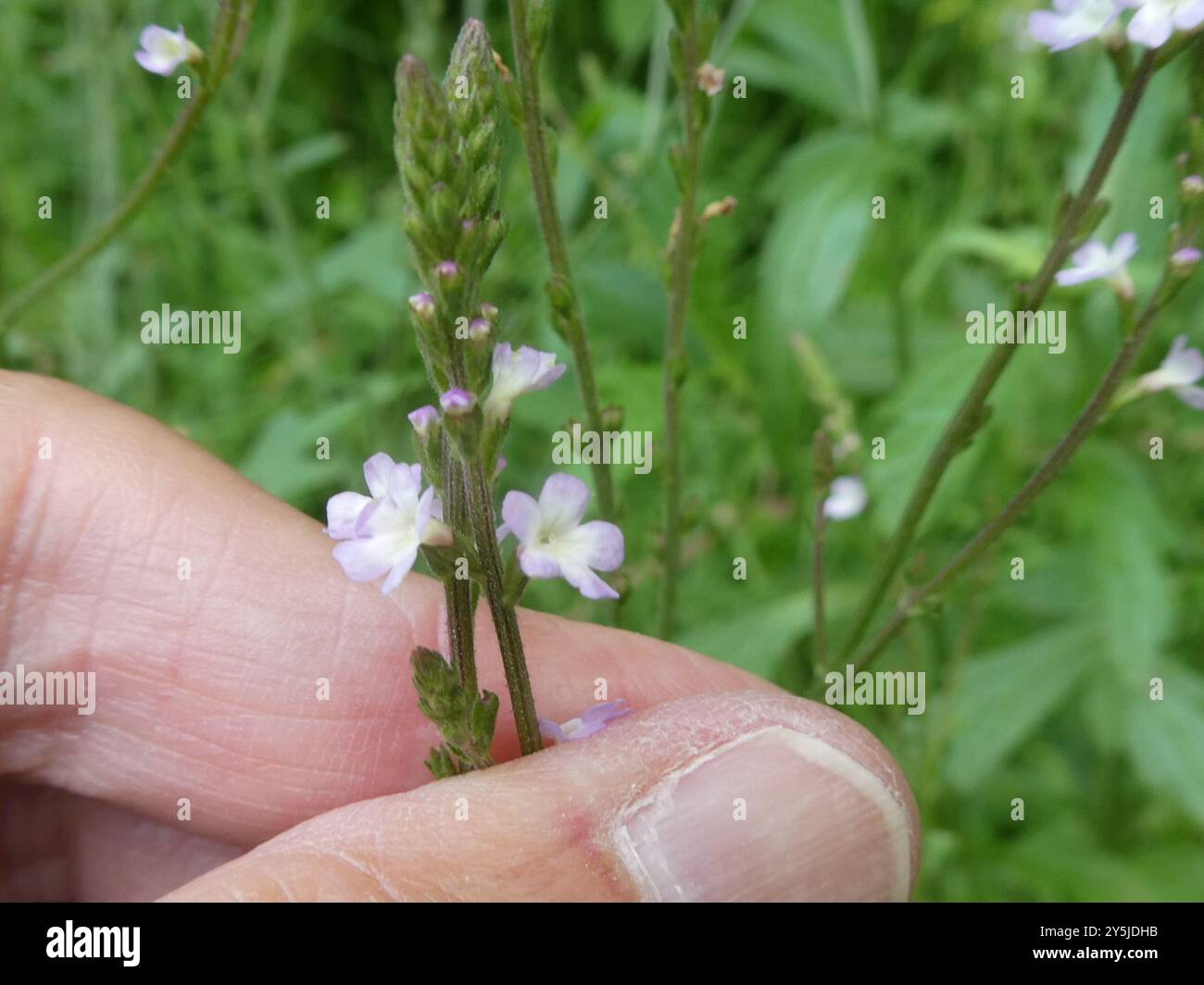 Common vervain (Verbena officinalis) Plantae Stock Photo - Alamy