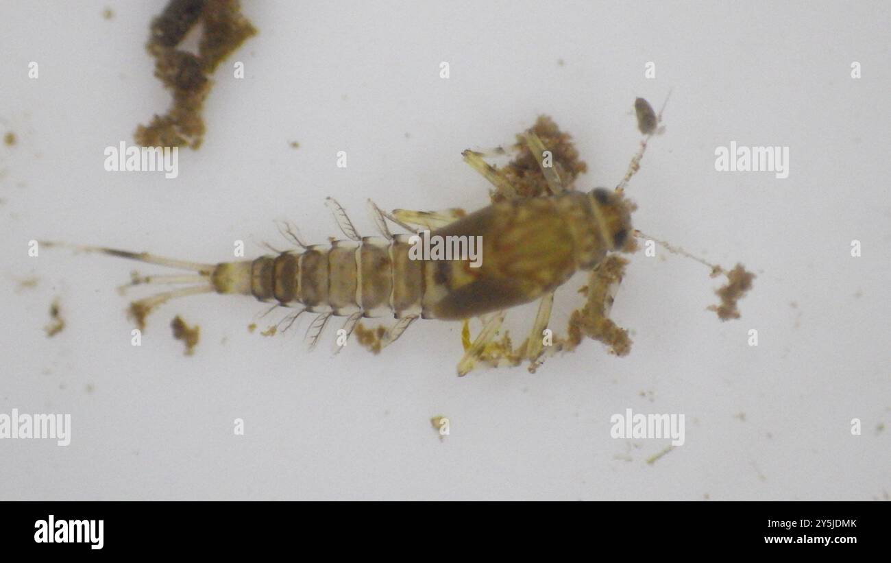 Little Blue-winged Olive (Baetis tricaudatus) Insecta Stock Photo - Alamy