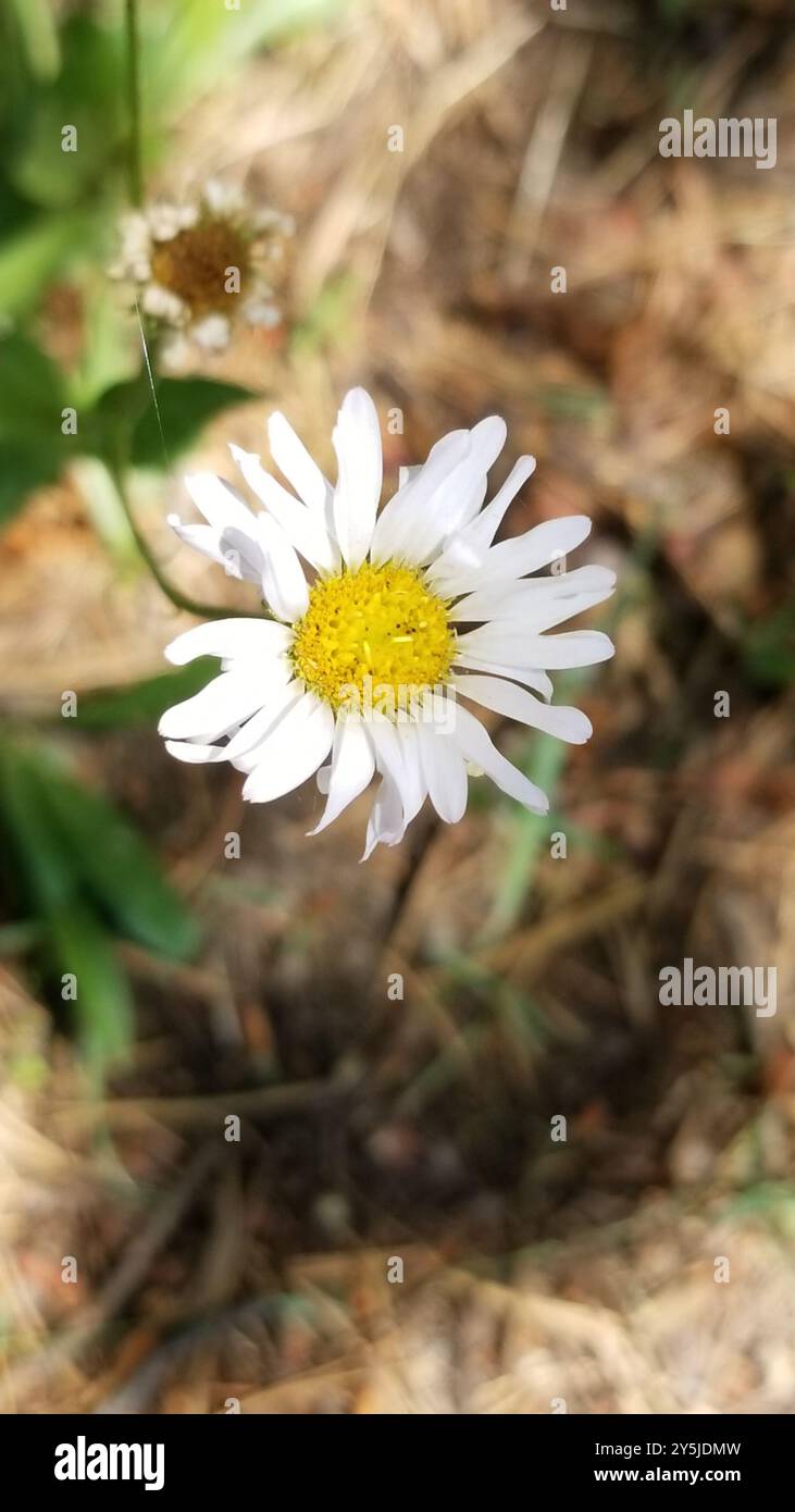 Subalpine Fleabane (Erigeron glacialis) Plantae Stock Photo - Alamy