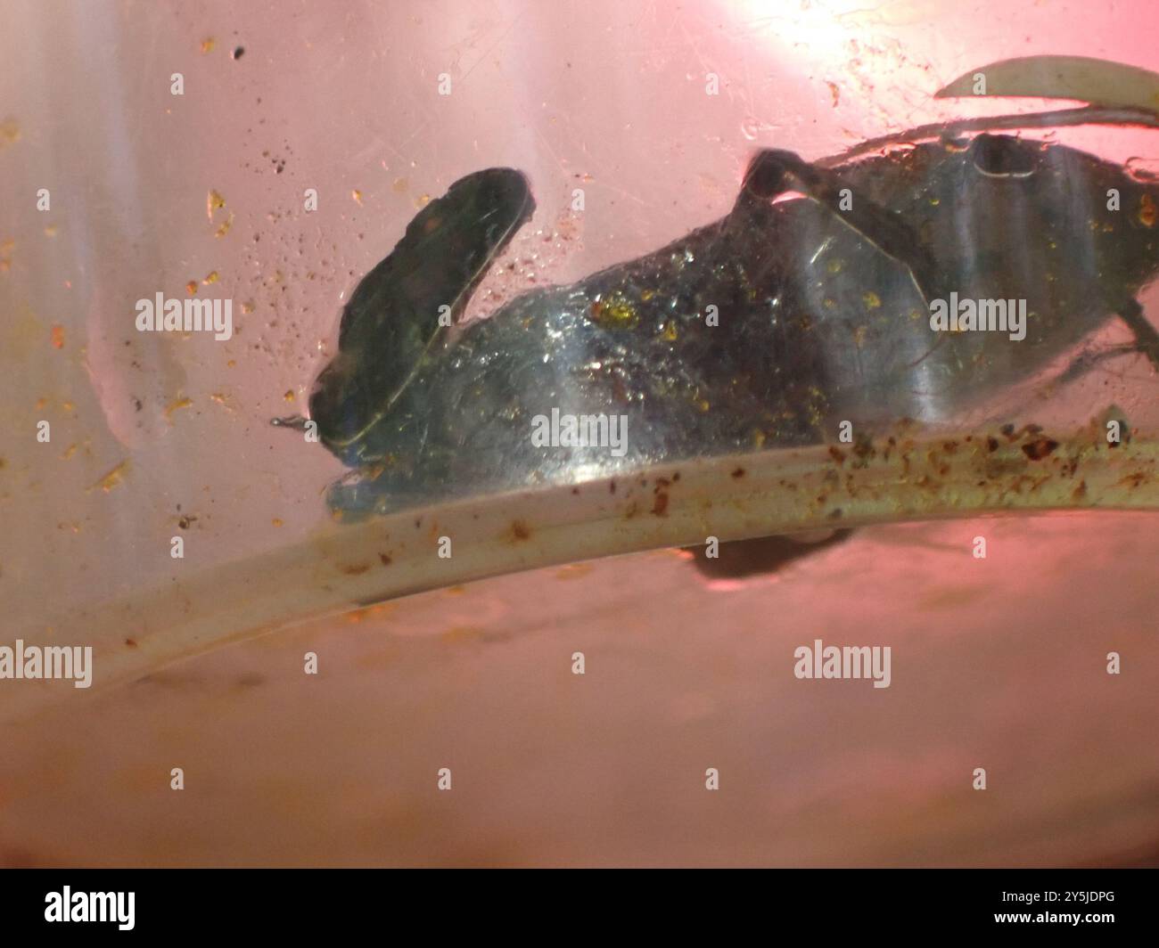 Eurasian Water Scorpion (Nepa cinerea) Insecta Stock Photo - Alamy