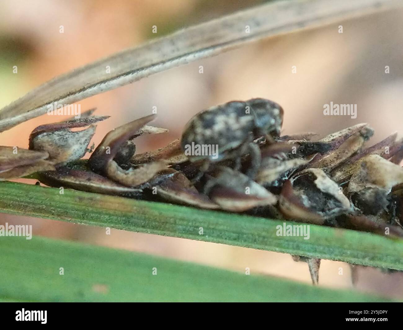 Fungus Weevils (Anthribidae) Insecta Stock Photo - Alamy