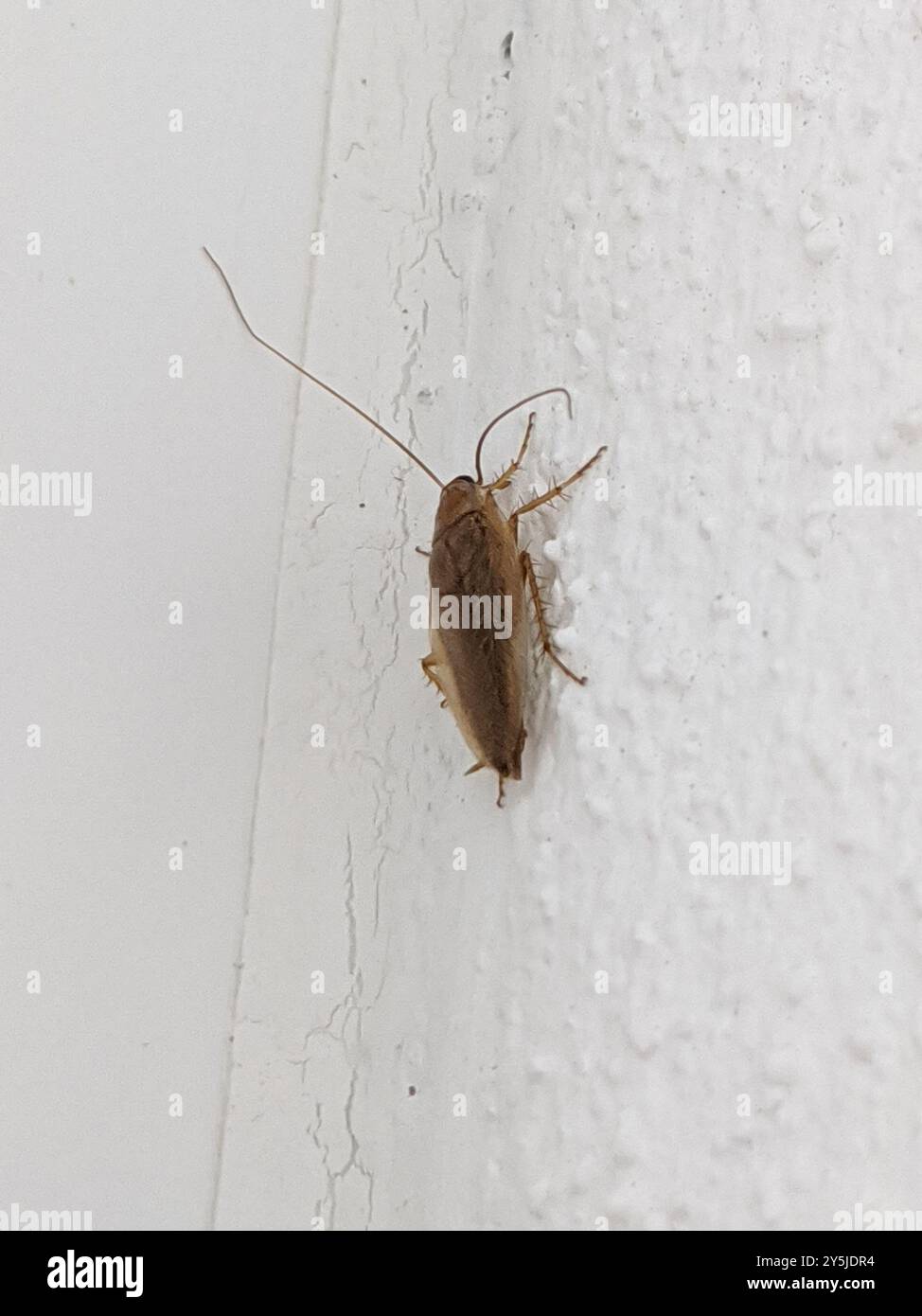 Amber Wood Cockroach (Ectobius vittiventris) Insecta Stock Photo - Alamy