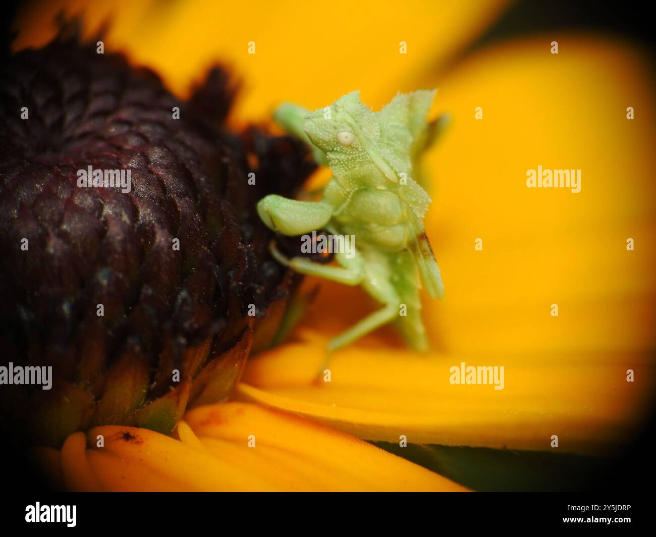 Jagged Ambush Bugs (Phymata) Insecta Stock Photo - Alamy