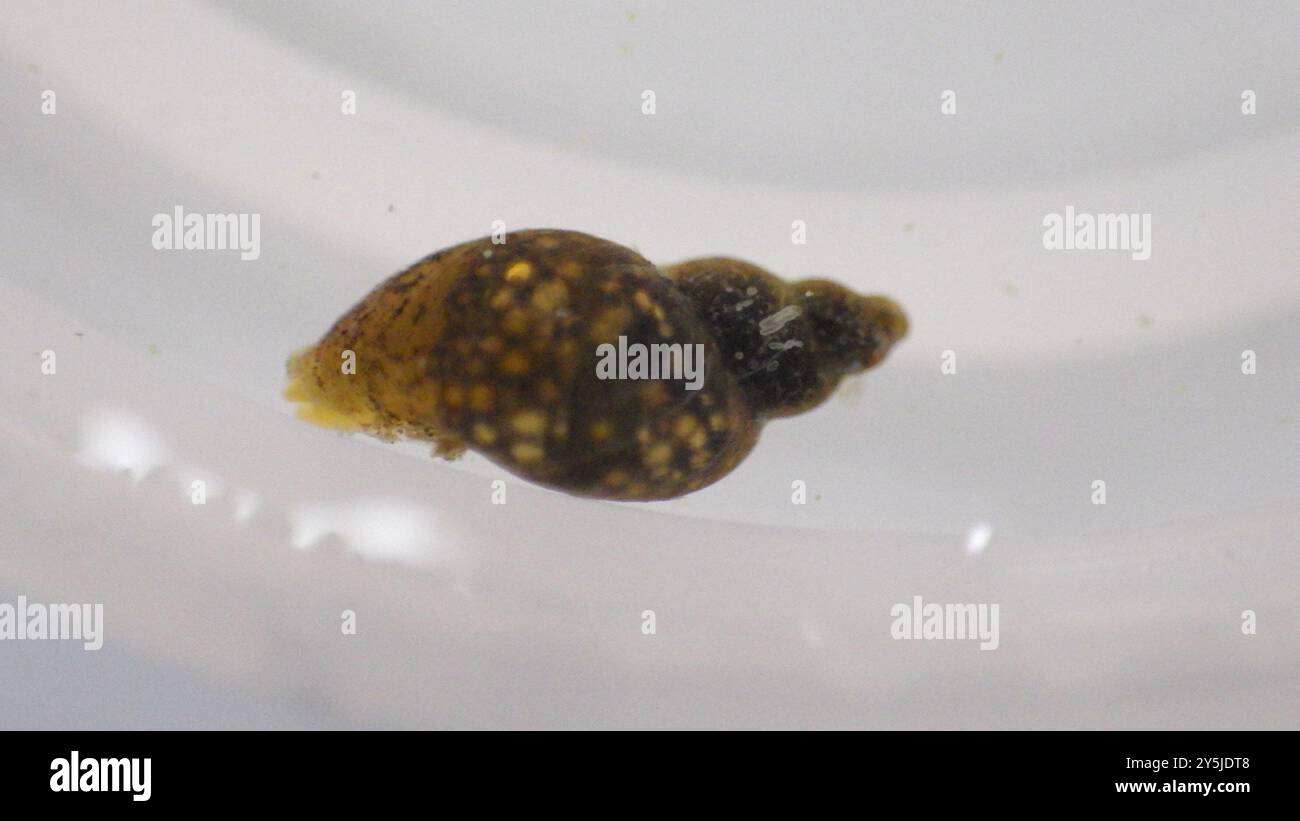 Pond Snails, Bladder Snails, and Allies (Lymnaeoidea) Mollusca Stock ...