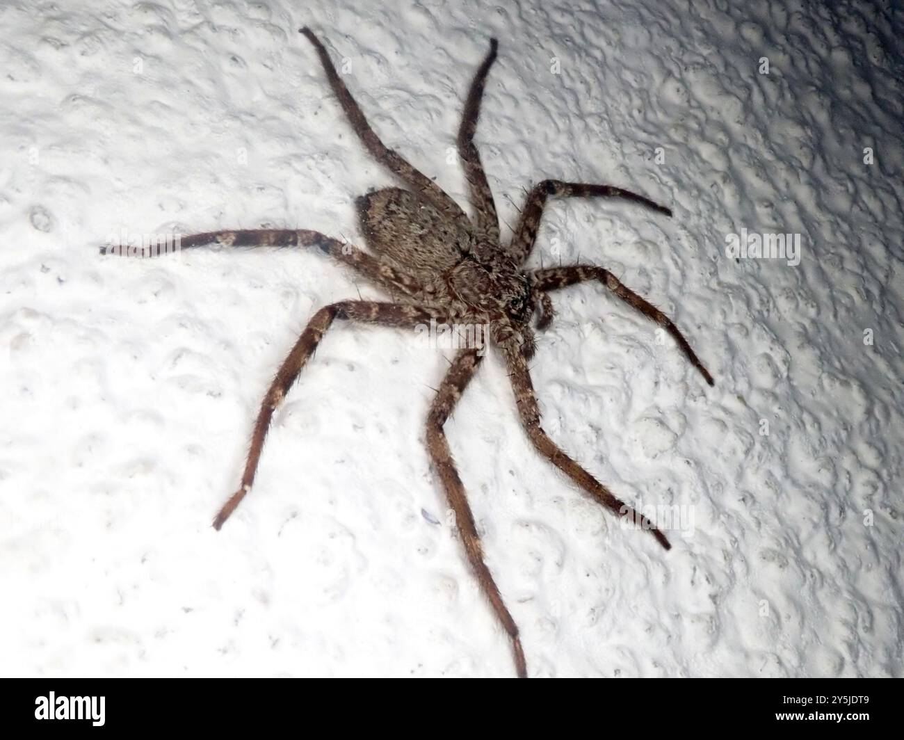 Crescent-eyed Spiders (Selenops) Arachnida Stock Photo - Alamy