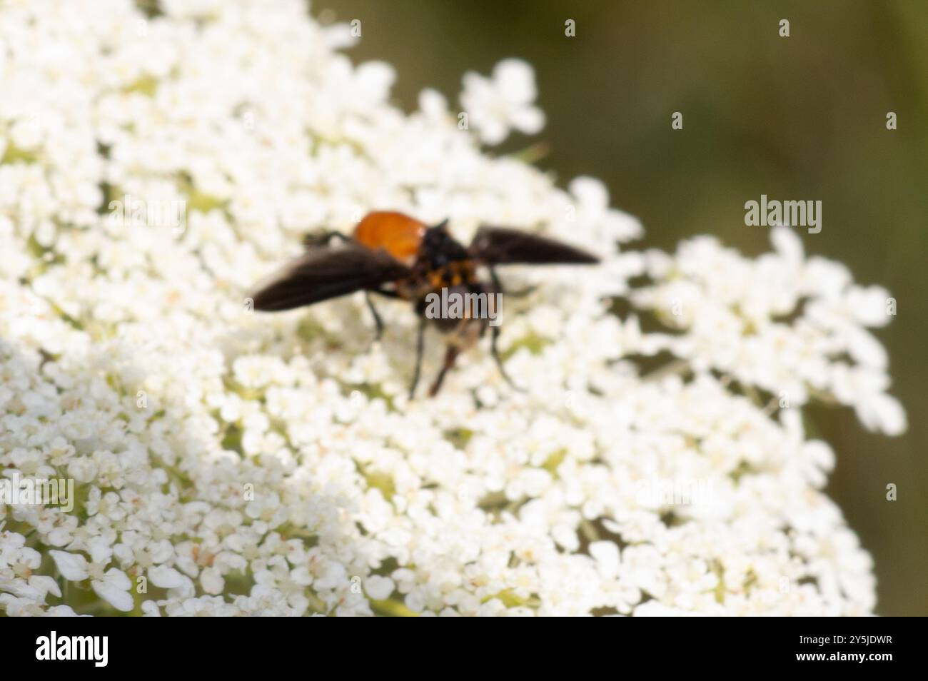 Swift Feather-legged Fly (Trichopoda pennipes) Insecta Stock Photo - Alamy