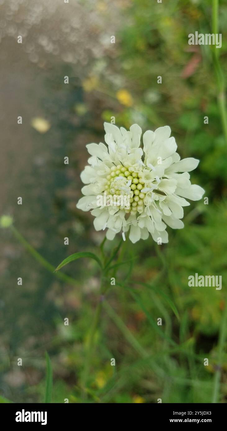 Cream Scabious (Scabiosa ochroleuca) Plantae Stock Photo - Alamy