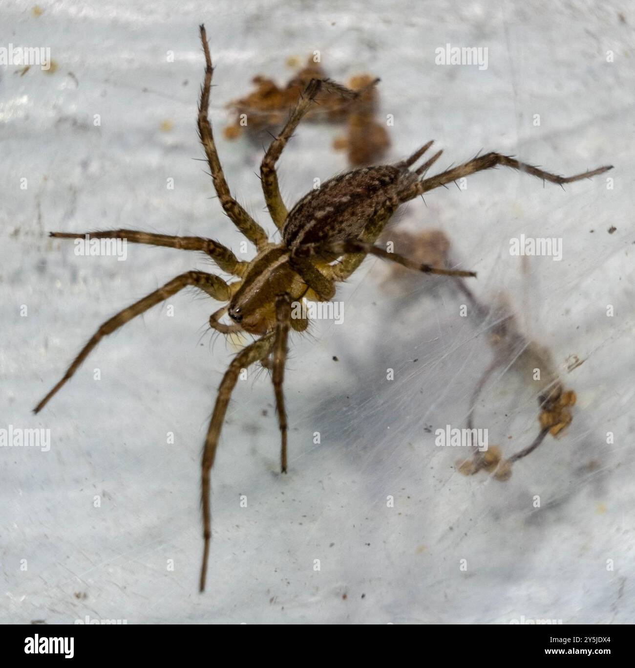 Grass Spiders (Agelenopsis) Arachnida Stock Photo - Alamy