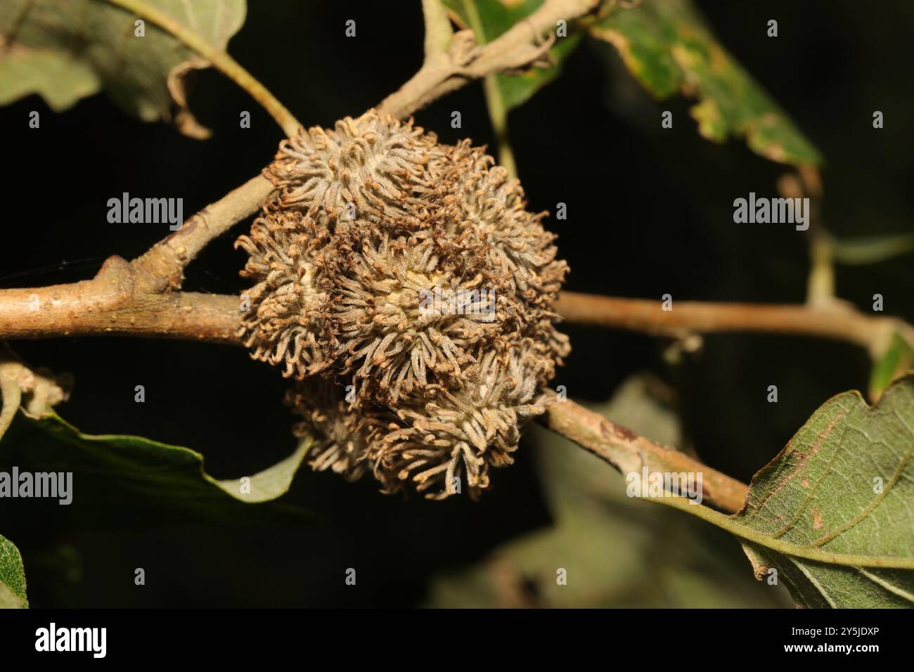 Turkey Oak (Quercus cerris) Plantae Stock Photo - Alamy