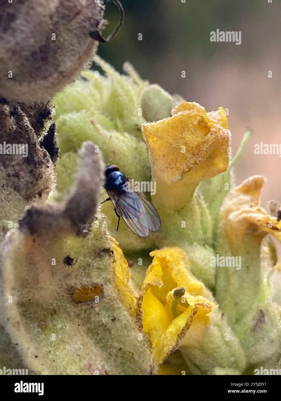 Lance Flies (Lonchaeidae) Insecta Stock Photo - Alamy
