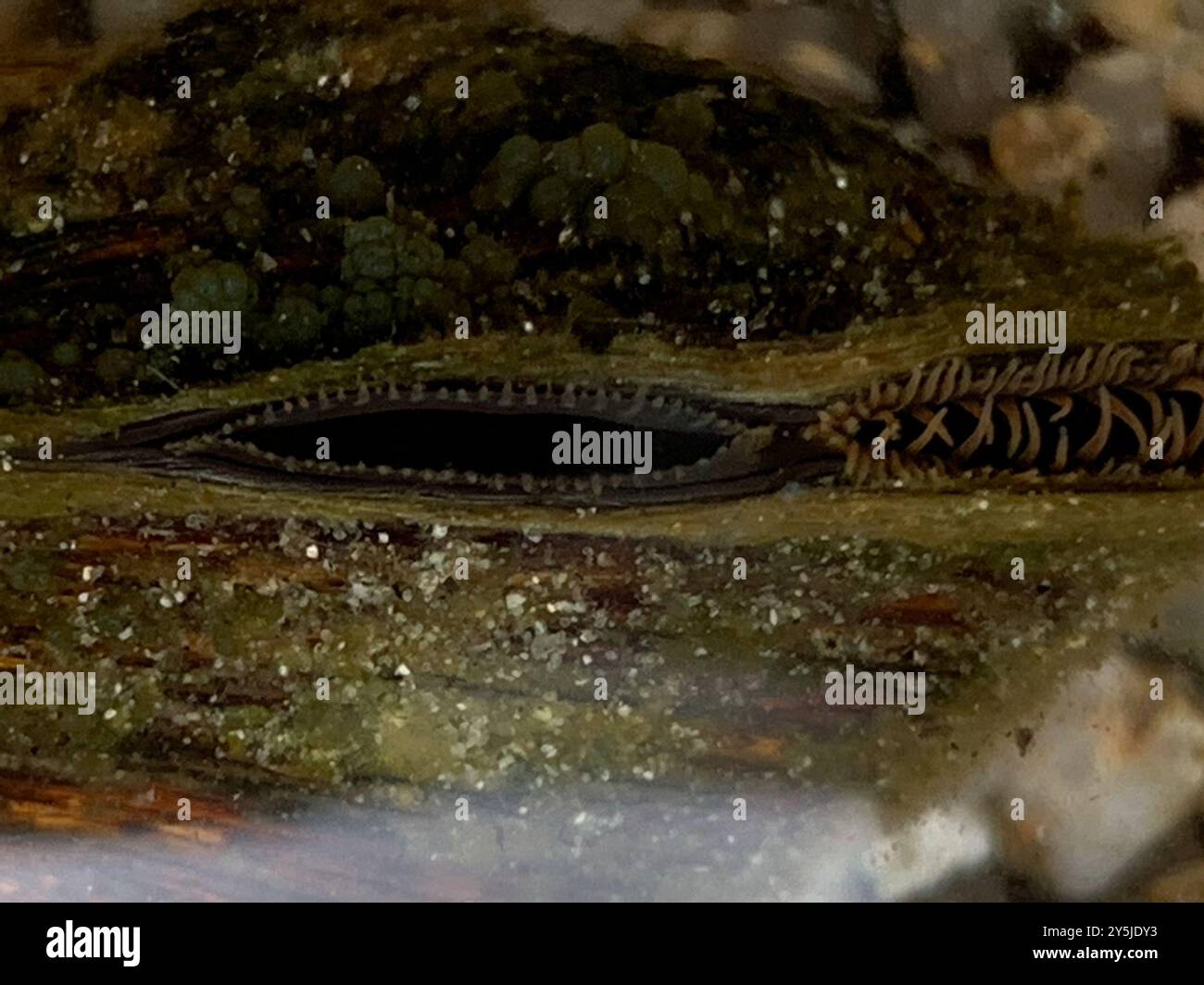 Eastern Elliptio (Elliptio complanata) Mollusca Stock Photo - Alamy