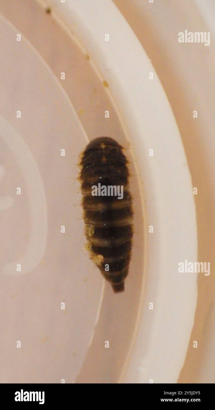 Marsh Beetles (Scirtidae) Insecta Stock Photo - Alamy