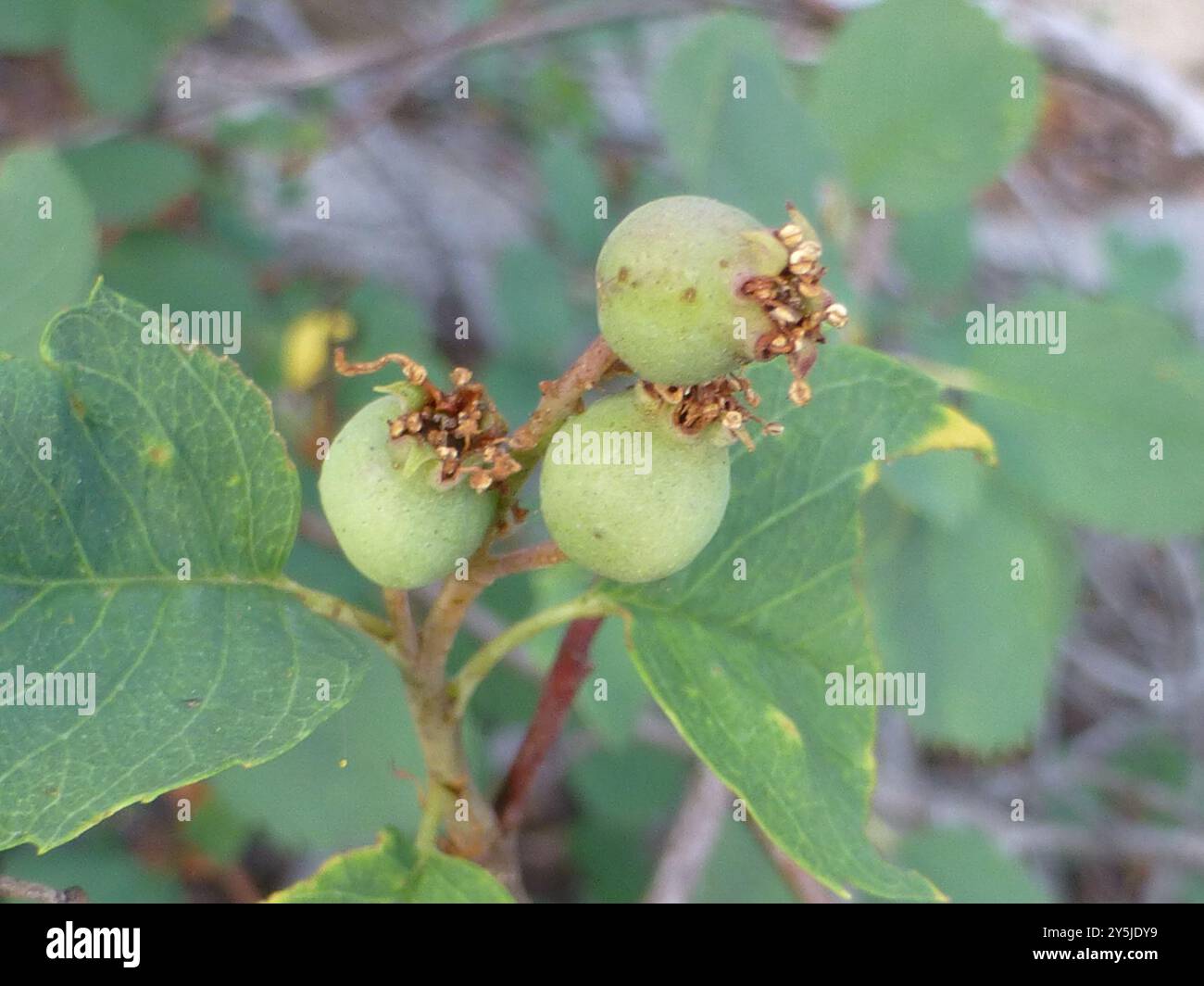 Utah Serviceberry (Amelanchier utahensis) Plantae Stock Photo - Alamy