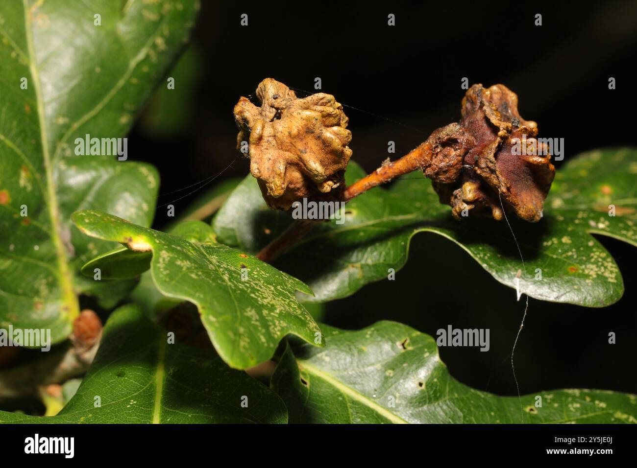 Knopper Gall Wasp (Andricus quercuscalicis) Insecta Stock Photo - Alamy