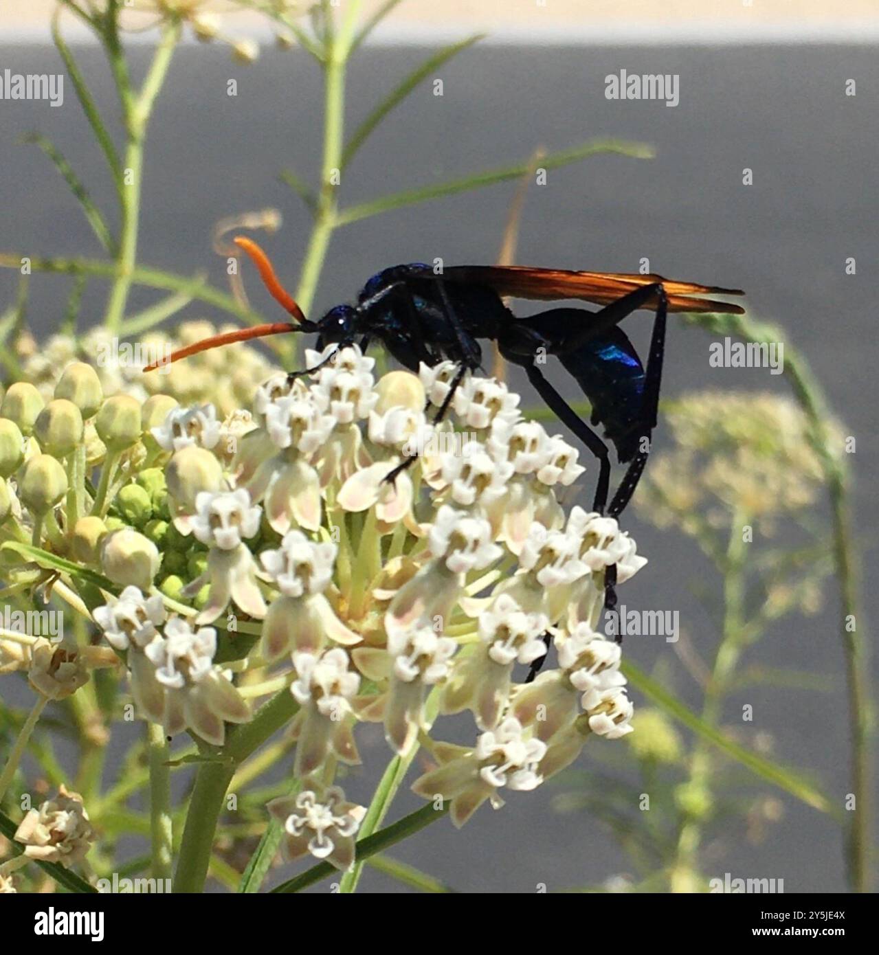 New World Tarantula-hawk Wasps (Pepsis) Insecta Stock Photo - Alamy