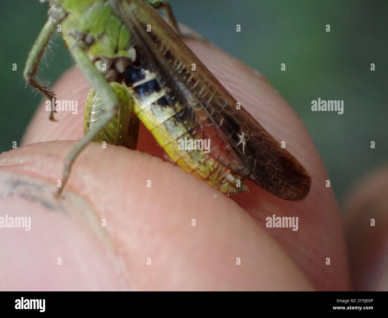 Bow-winged Grasshopper (Chorthippus biguttulus) Insecta Stock Photo - Alamy