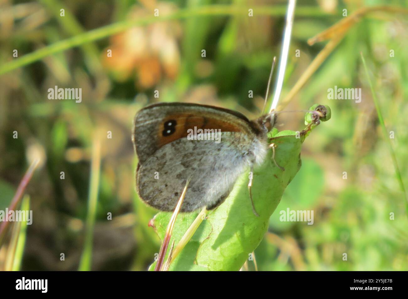 Common Brassy Ringlet (Erebia cassioides) Insecta Stock Photo - Alamy
