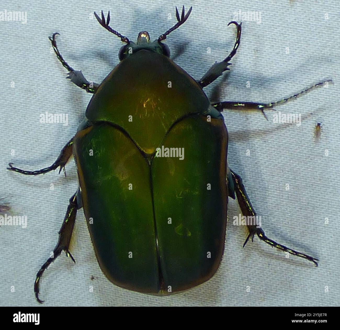 Common Green June Beetle (Cotinis nitida) Insecta Stock Photo - Alamy