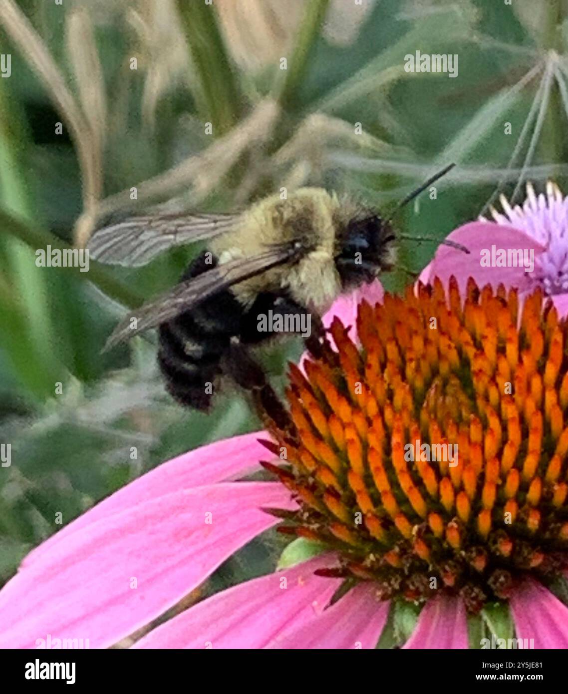 Common Eastern Bumble Bee (Bombus impatiens) Insecta Stock Photo - Alamy