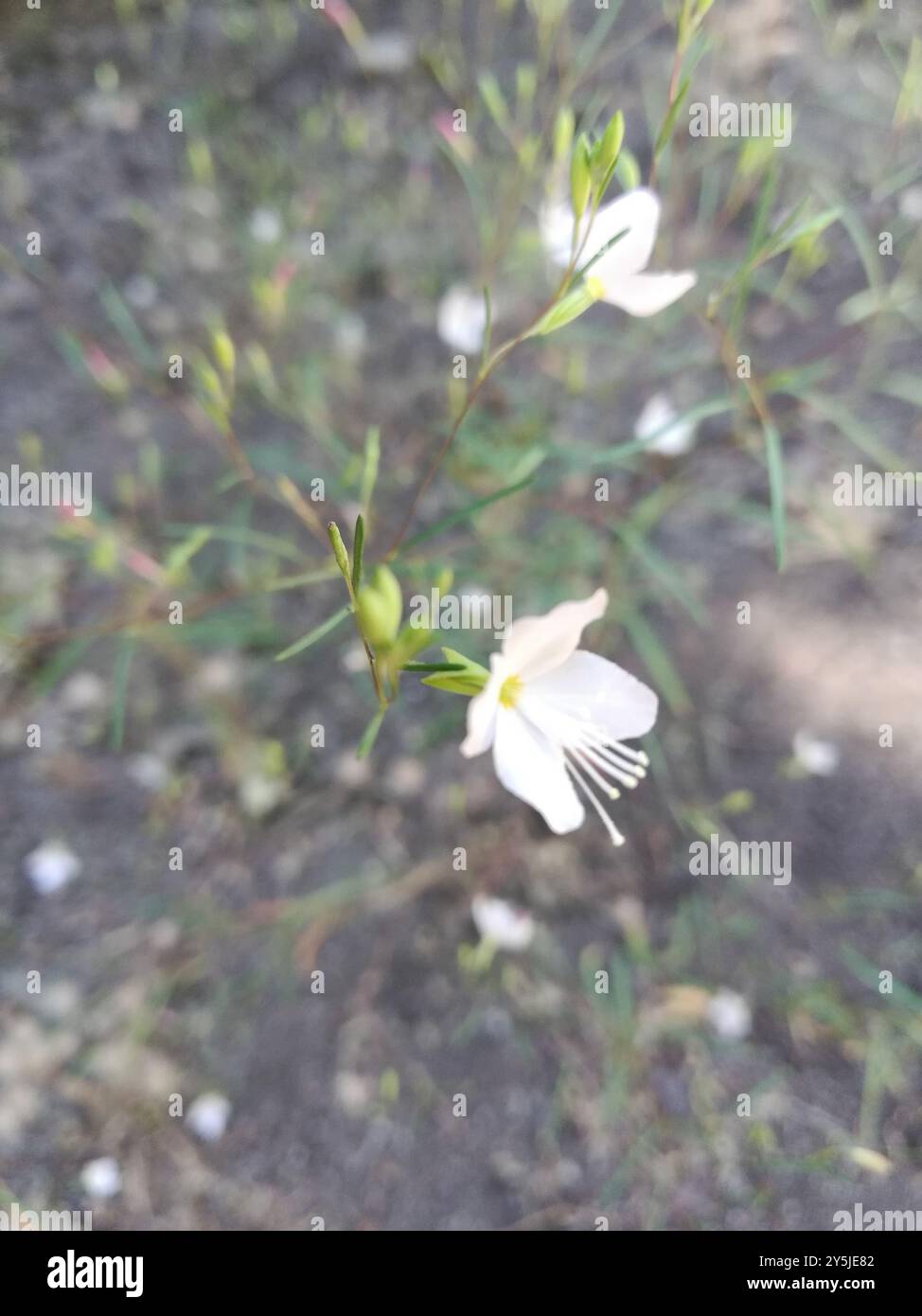 Diffuse Groundsmoke (Gayophytum diffusum diffusum) Plantae Stock Photo ...