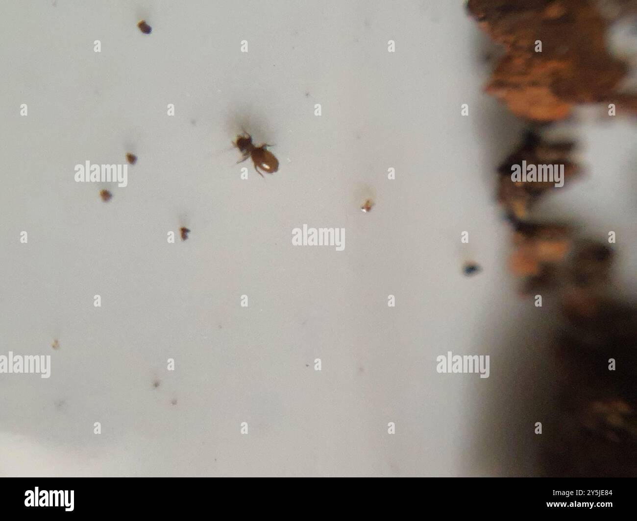 Barklice, Booklice, and Parasitic Lice (Psocodea) Insecta Stock Photo ...