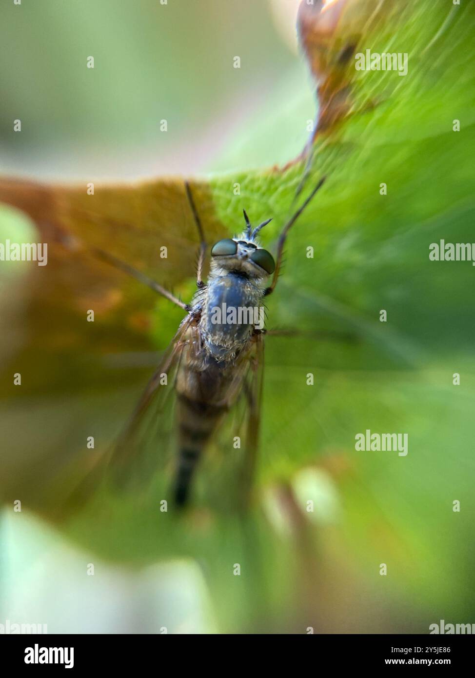 Common Stiletto (Thereva nobilitata) Insecta Stock Photo - Alamy