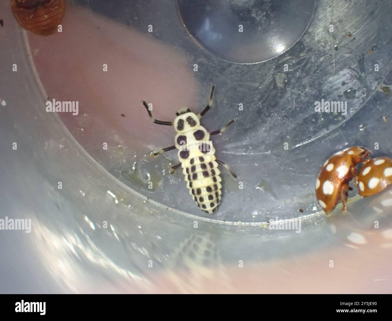 Little Arboreal Lady Beetle (Calvia decemguttata) Insecta Stock Photo ...