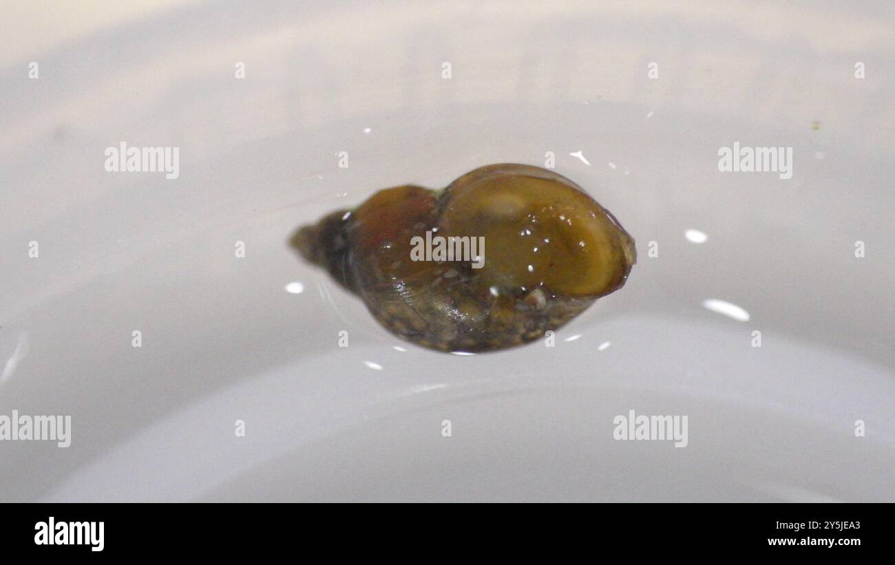 Pond Snails, Bladder Snails, and Allies (Lymnaeoidea) Mollusca Stock ...