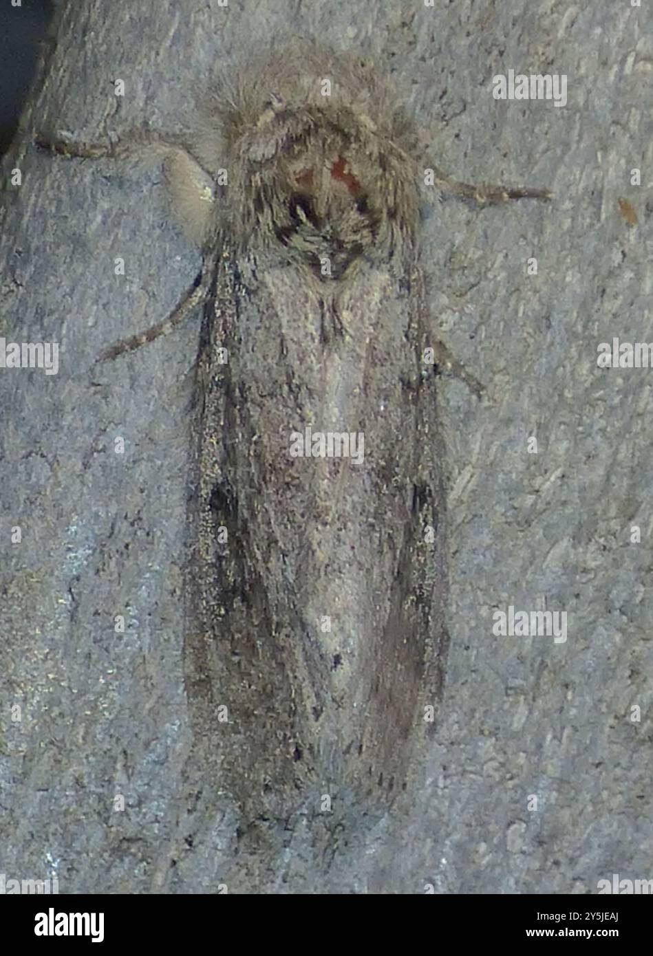 Variable Oakleaf Caterpillar Moth (Lochmaeus manteo) Insecta Stock ...