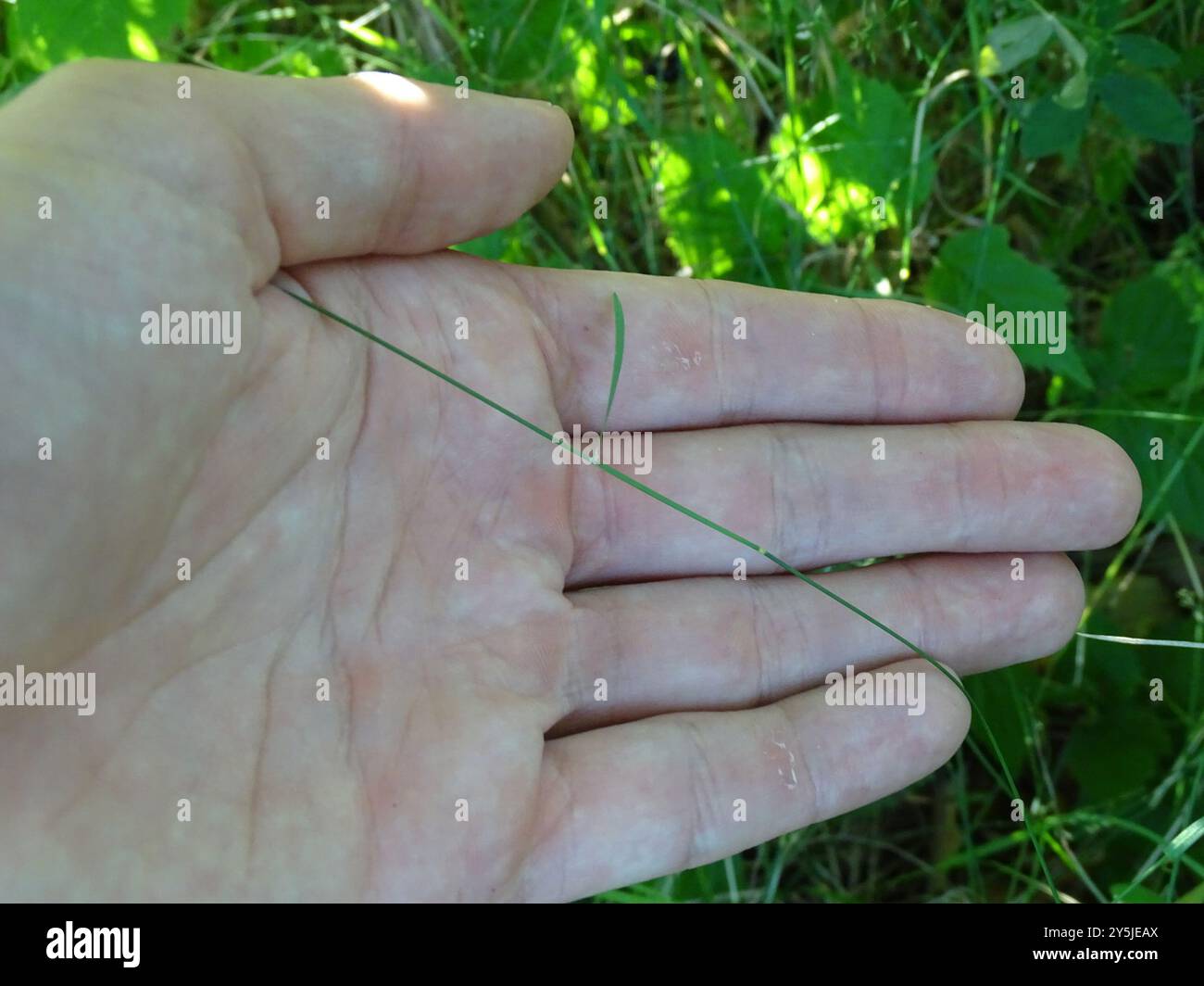 Canada bluegrass (Poa compressa) Plantae Stock Photo - Alamy