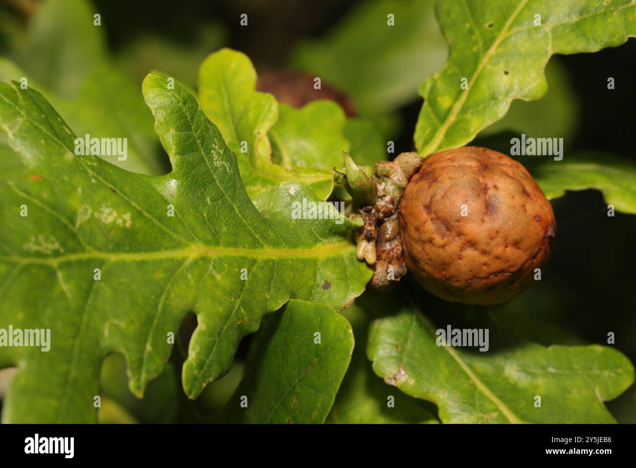 Oak Marble Gall Wasp (Andricus kollari) Insecta Stock Photo - Alamy
