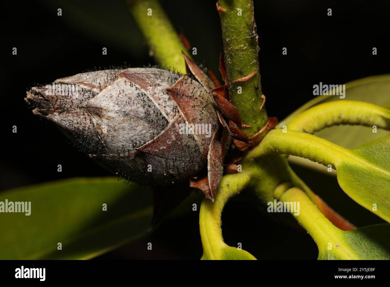 Rhododendron Blight (Seifertia azaleae) Fungi Stock Photo - Alamy