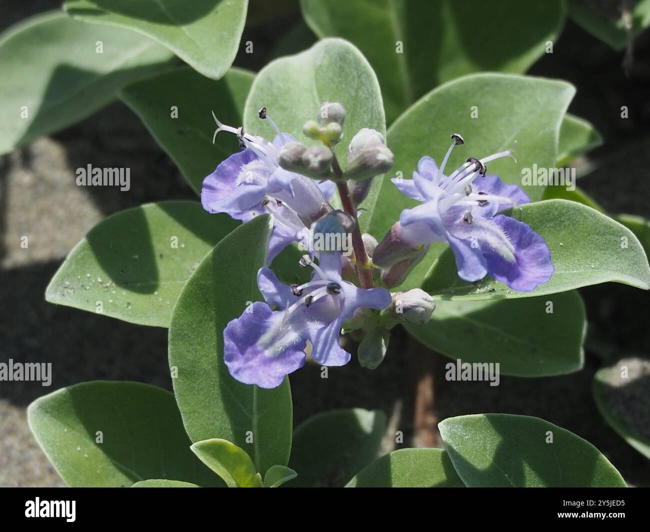 Beach Vitex (Vitex rotundifolia) Plantae Stock Photo - Alamy