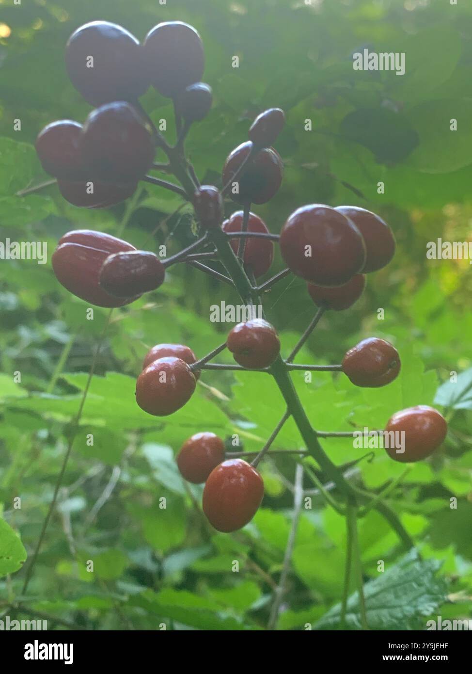 red baneberry (Actaea rubra) Plantae Stock Photo - Alamy